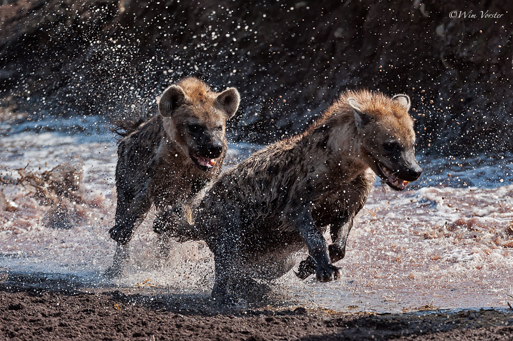 Stills portfolio - Wild Web Africa