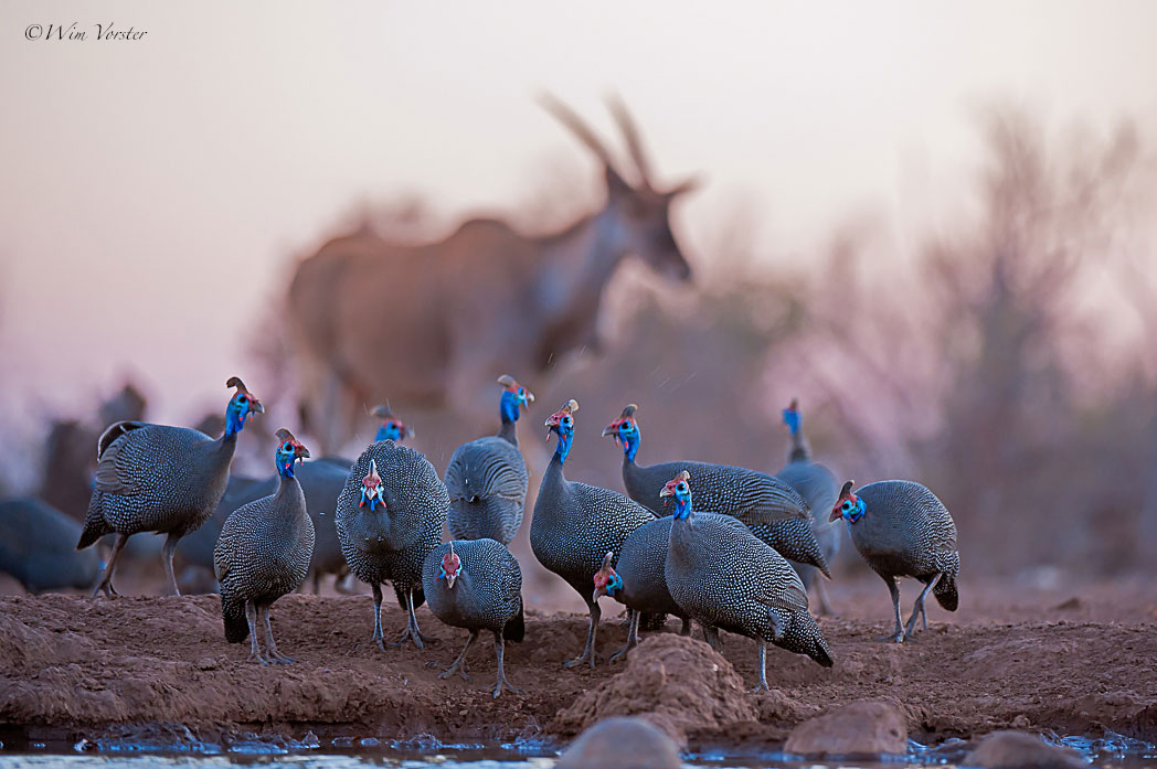 Stills portfolio - Wild Web Africa