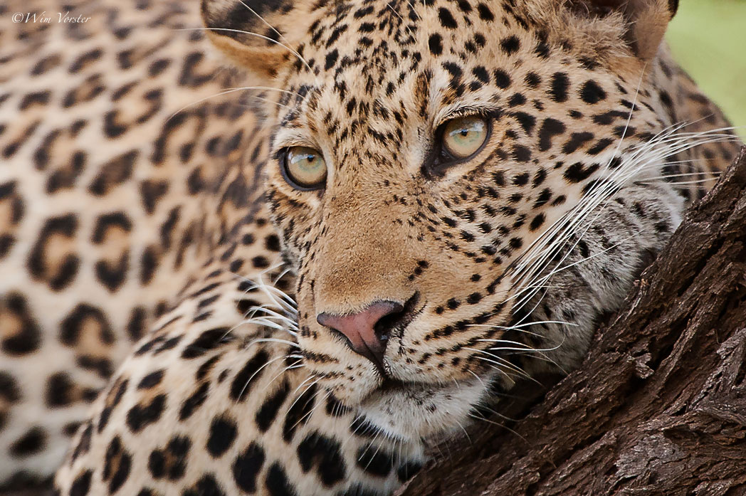 Stills portfolio - Wild Web Africa