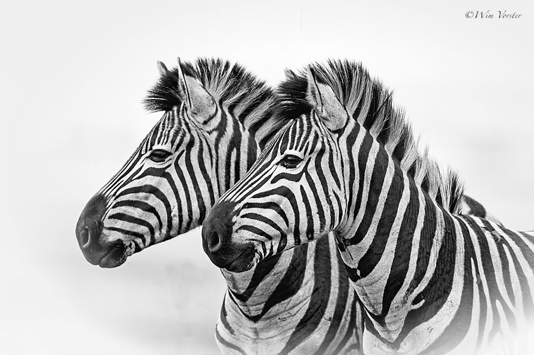 Stills portfolio - Wild Web Africa