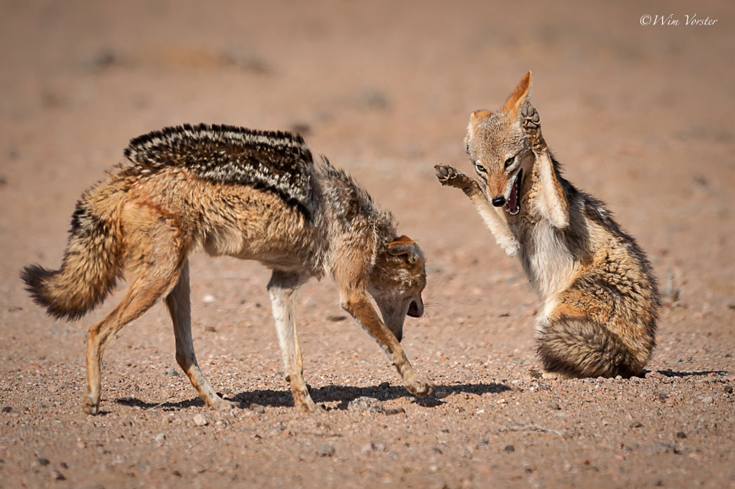 Stills portfolio - Wild Web Africa