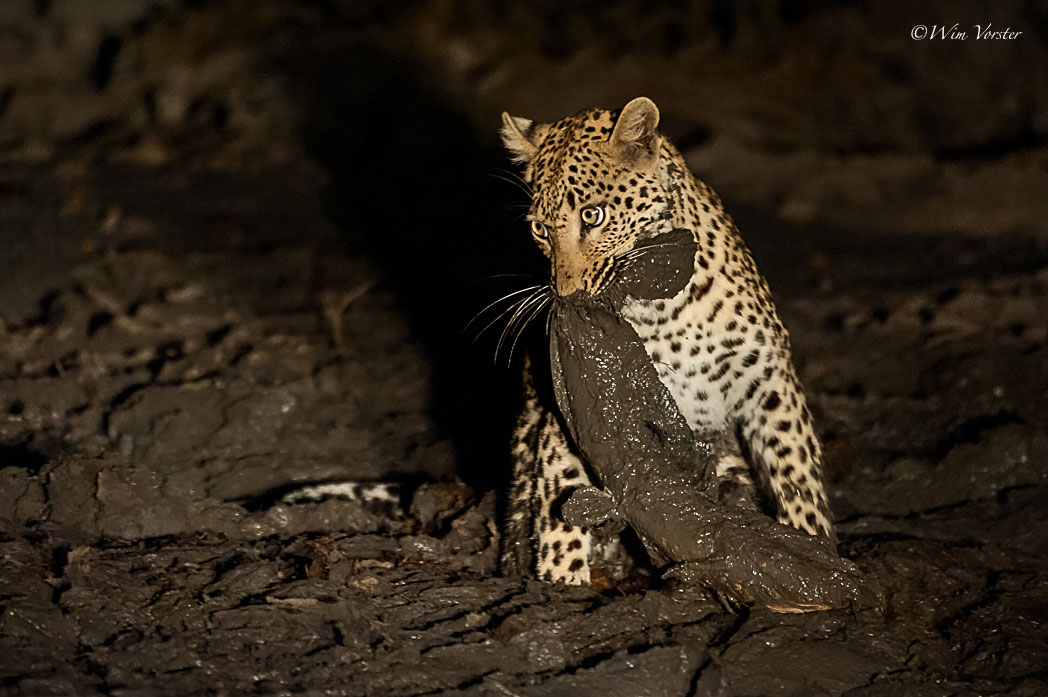 Stills portfolio - Wild Web Africa